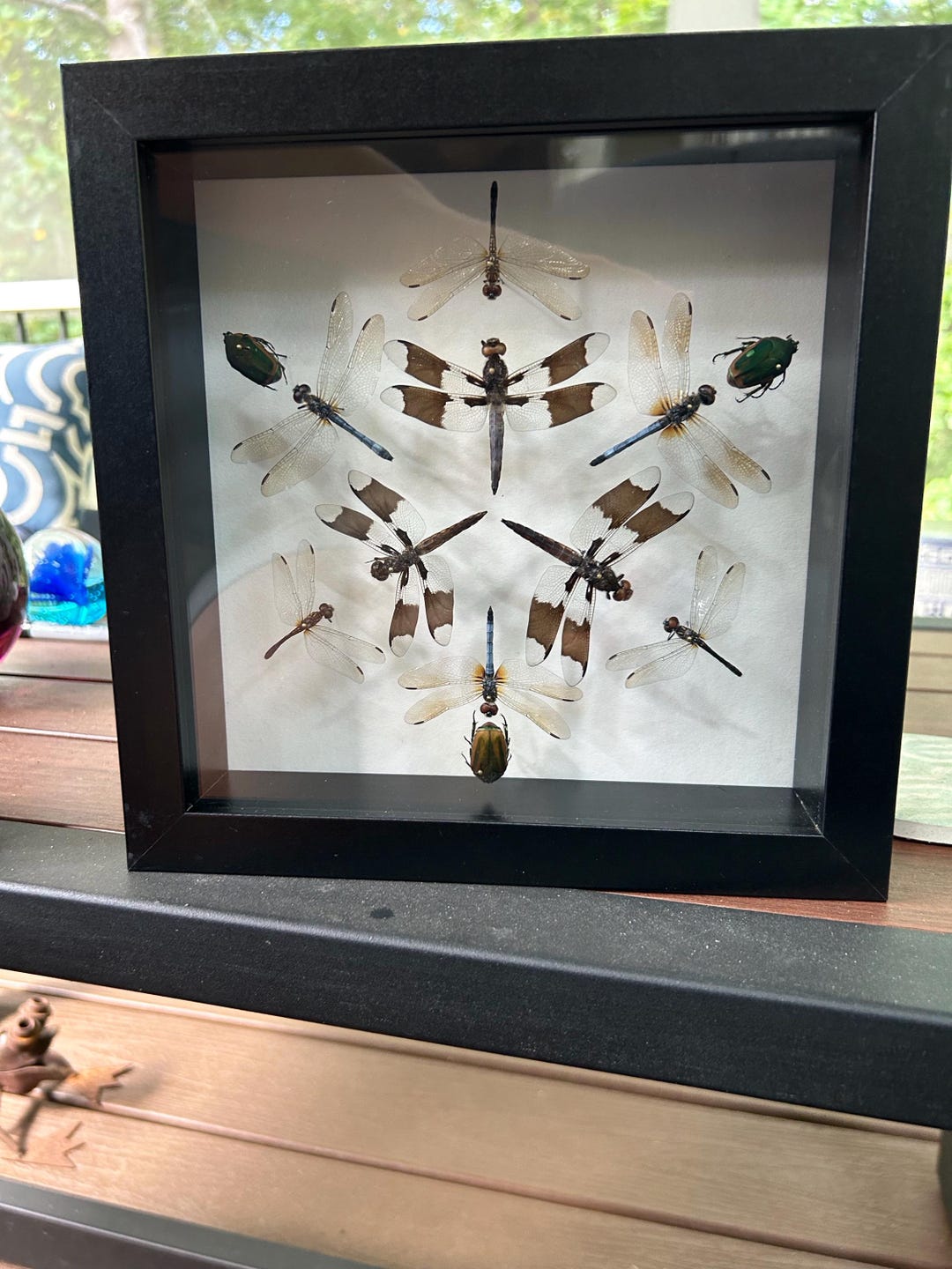 Real Insect Shadow Box - Dragonfly and Beetle Art - Etsy