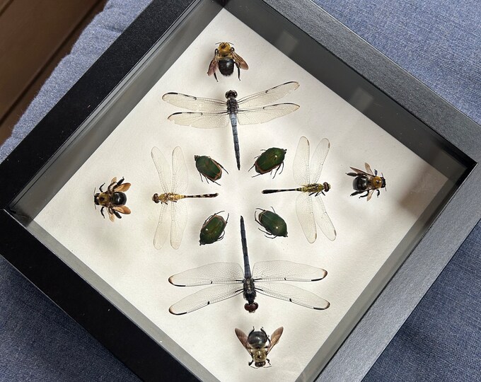 Real Insect Shadow Box - Etsy