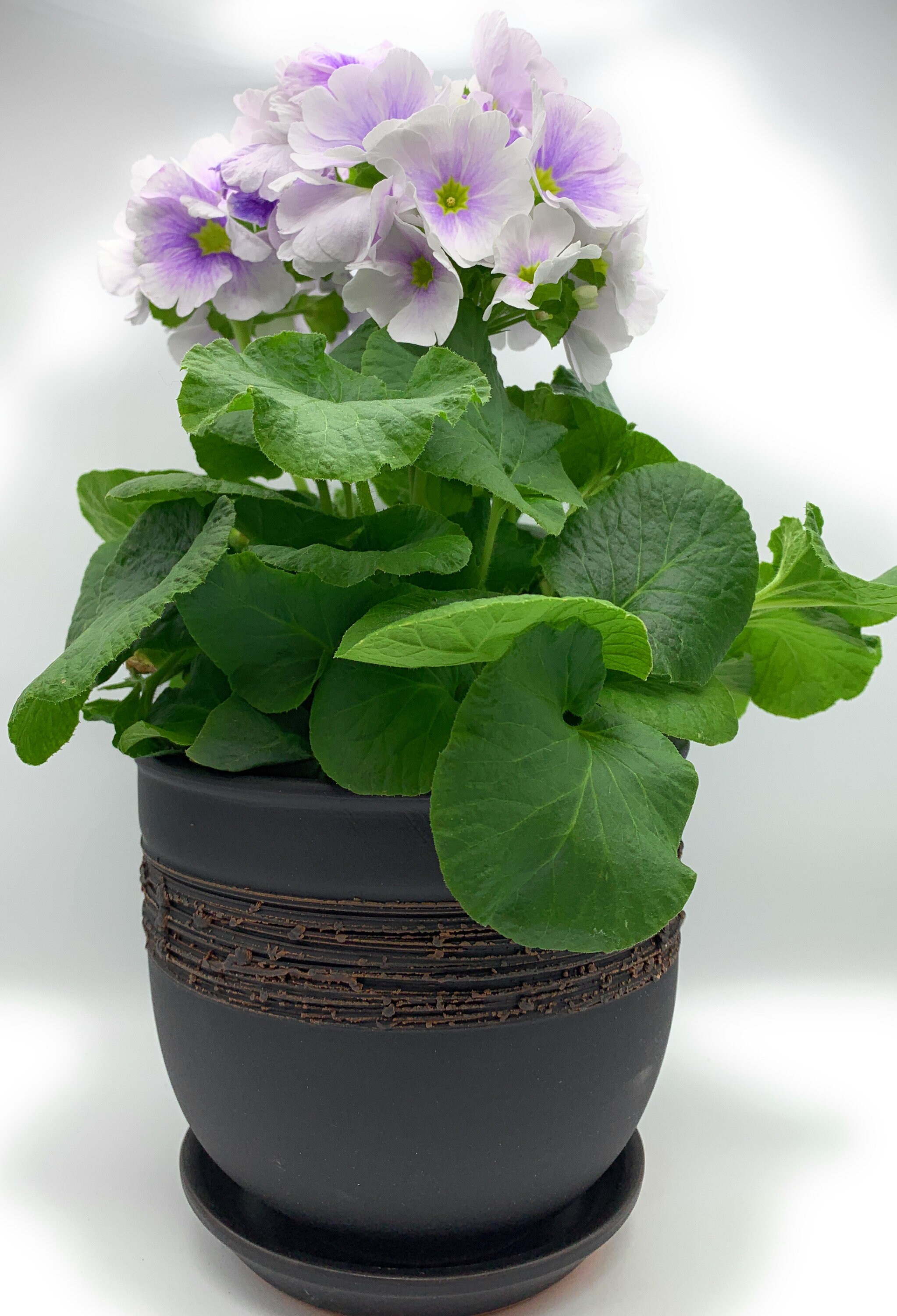 Glazed Ceramic Flower Pot With Saucer Round Terracotta With Drip Tray ...