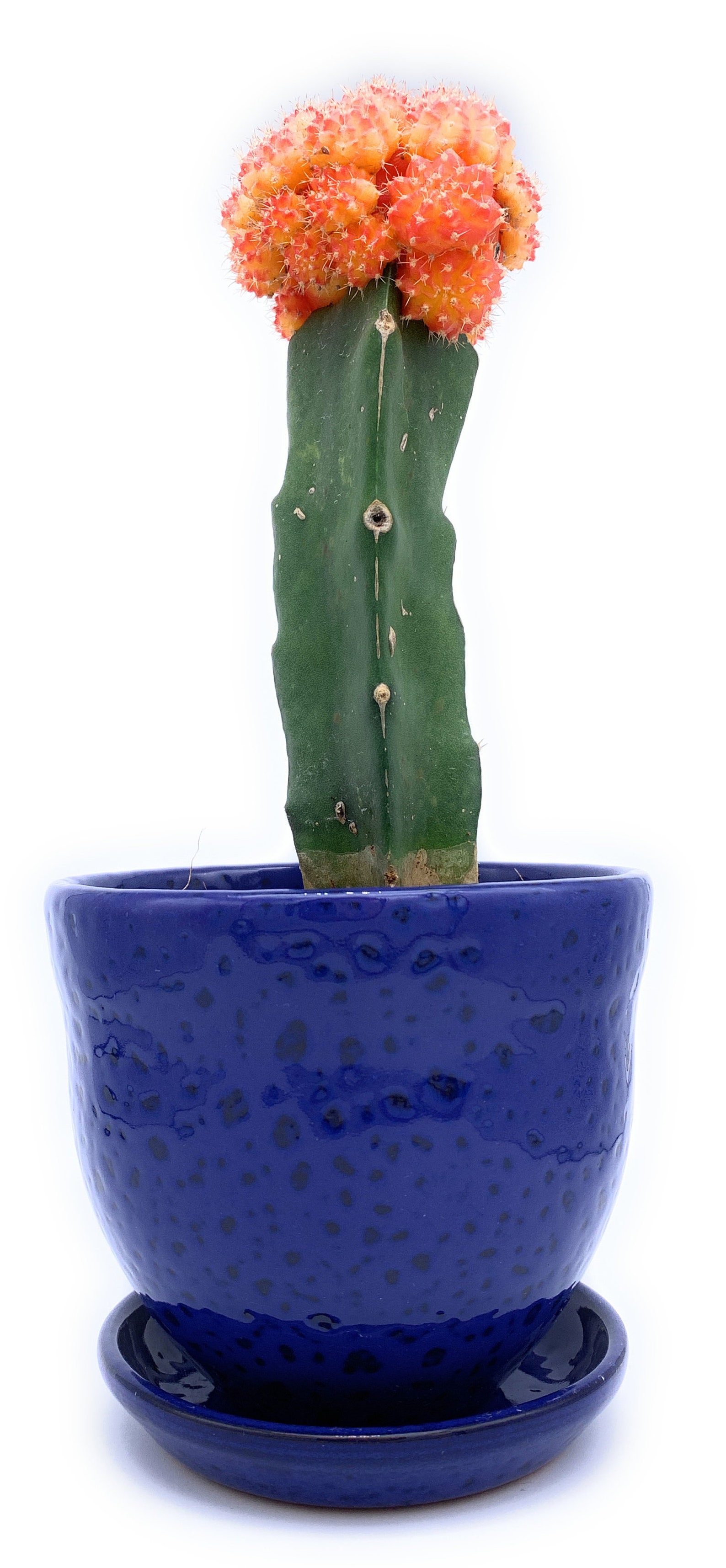 Glazed Ceramic Flower Pot With Saucer Round Terracotta With Drip Tray ...