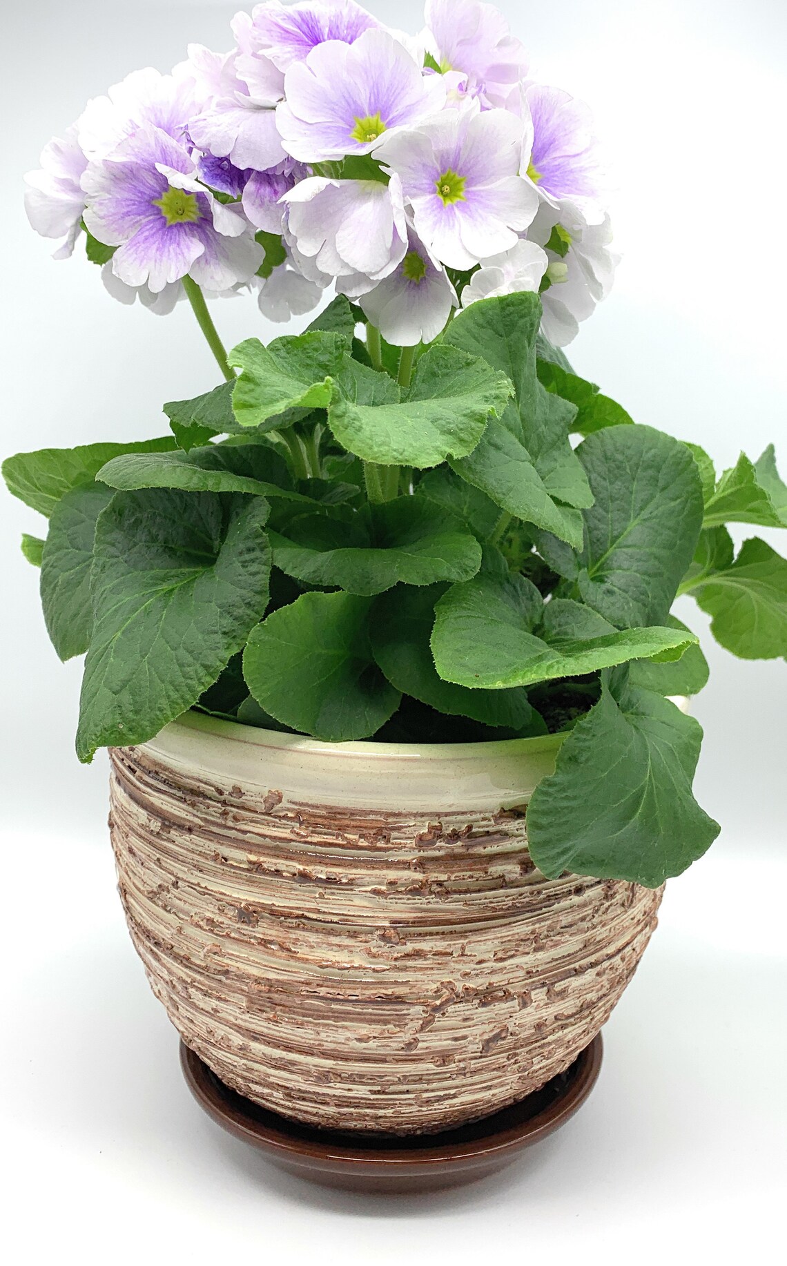 Glazed Ceramic Flower Pot With Saucer Round Terracotta With Drip Tray ...