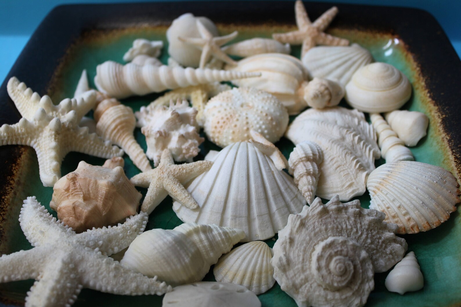 Fondant Gum Paste Sea Shells/cake Topper/wedding Cake/ocean | Etsy