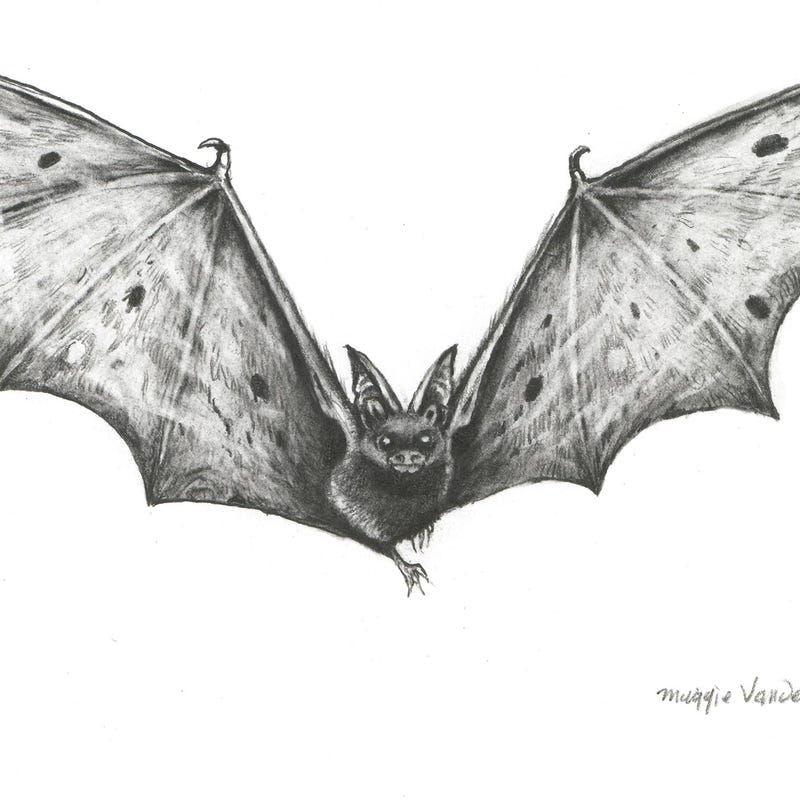 Graphite Drawing - Etsy