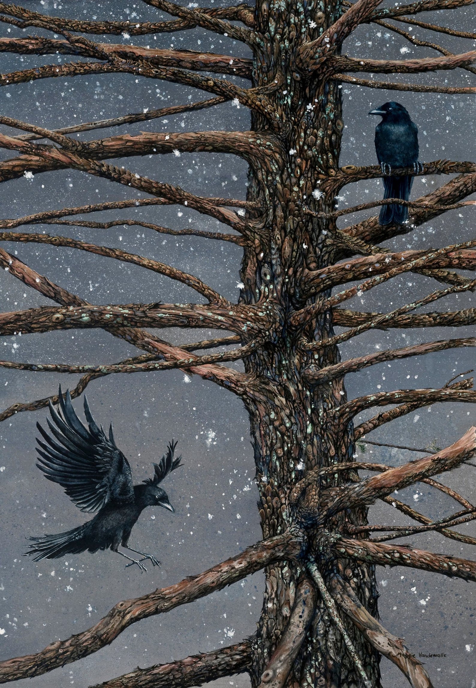 Greeting Card, "corvus Corvidae and the Cedar" by Maggie Vandewalle, 5 ...