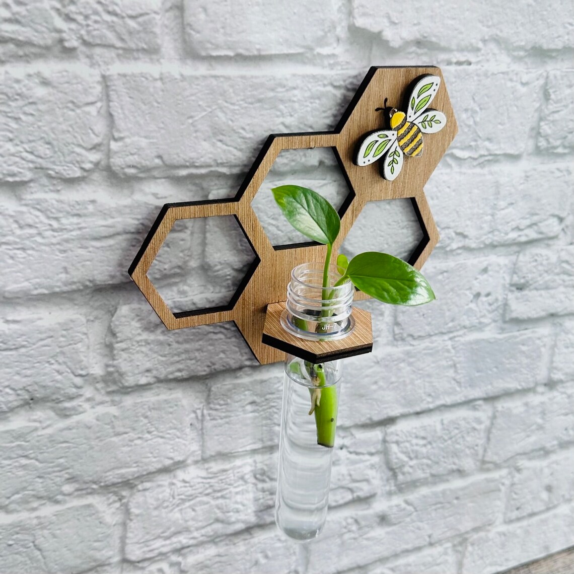 Honeycomb and Bee Propagation, Gift for Plant Lover, Hanging Plant ...