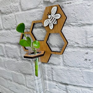 Honeycomb and Bee Propagation, Gift for Plant Lover, Hanging Plant ...