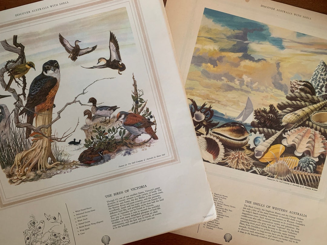 1970s Vintage Natural History Shells, Sea Life & Australian Bird Prints ...