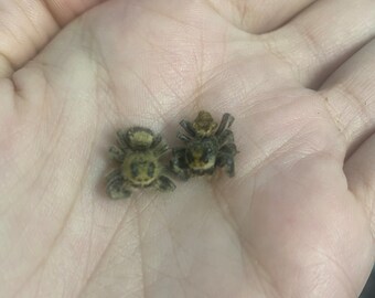 Female GIANT Jumping Spider, Hyllus Giganteus, Largest Jumping Spider ...