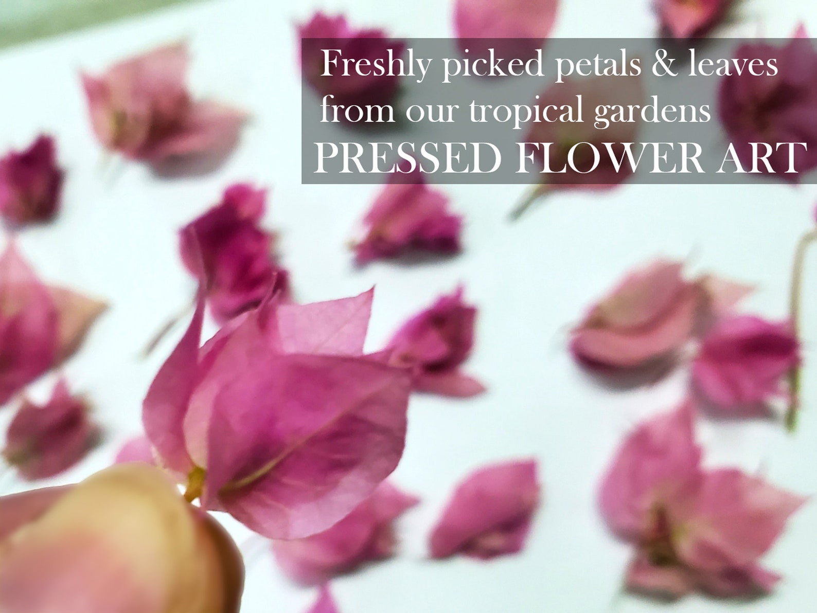 Peach & Pastel Pink Pressed Flower Bookmark Set of 2 REAL - Etsy