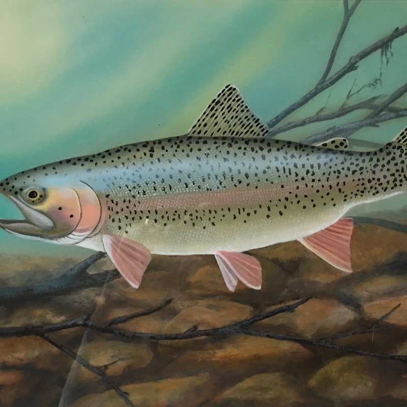 Rainbow Trout Art - Etsy