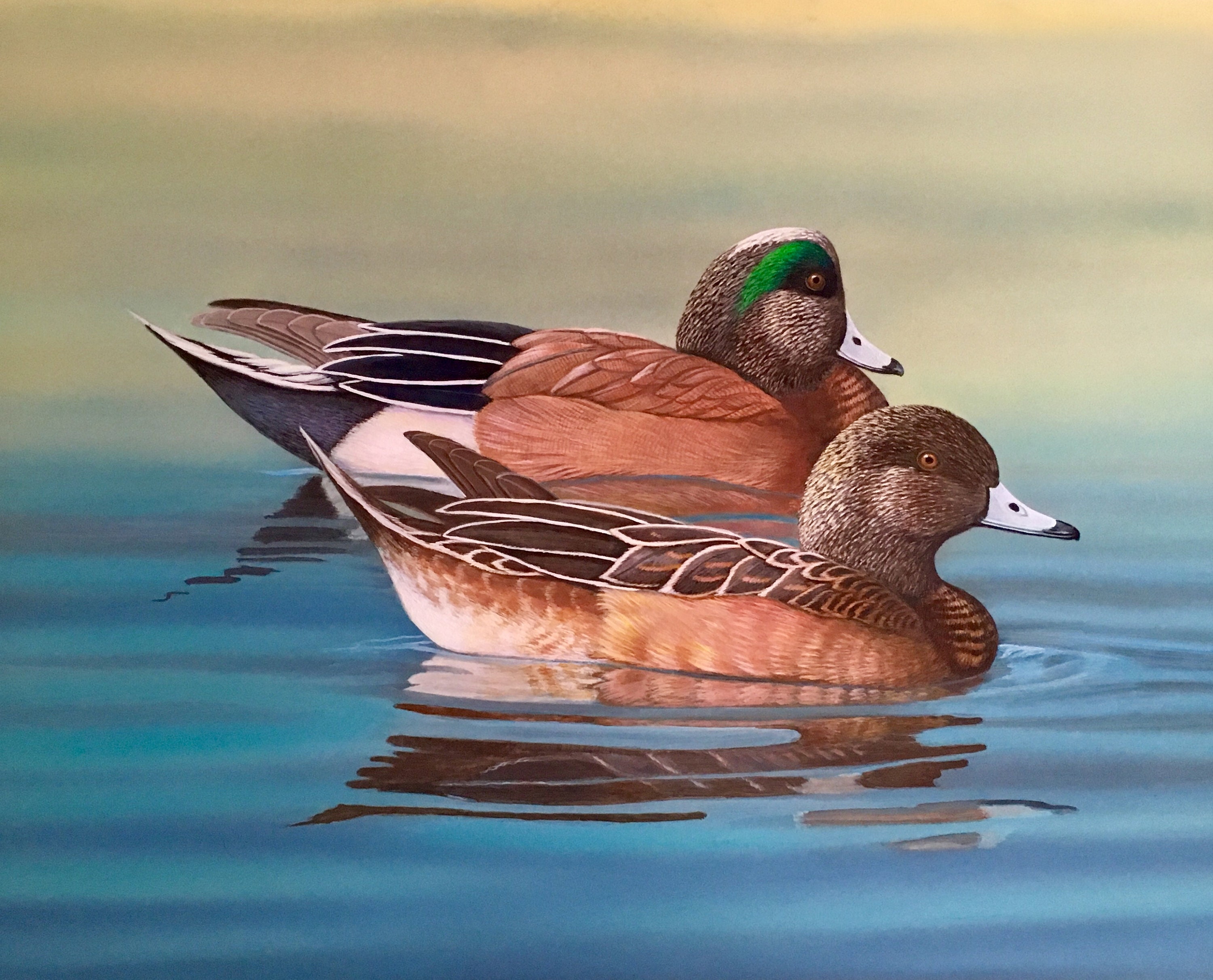 Widgeon Drake