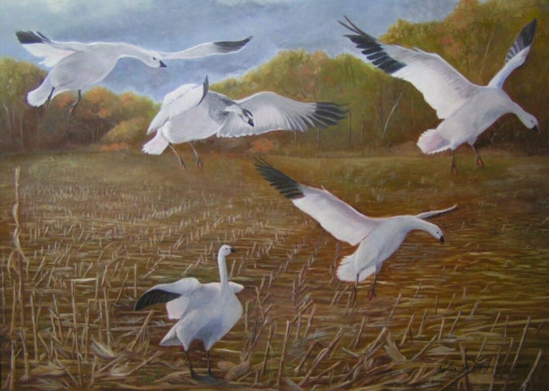 Snow Geese Painting - Original Wildlife Art by Robin J. Myers - Etsy