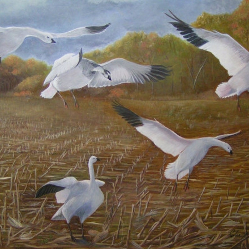 Snow Goose - Etsy