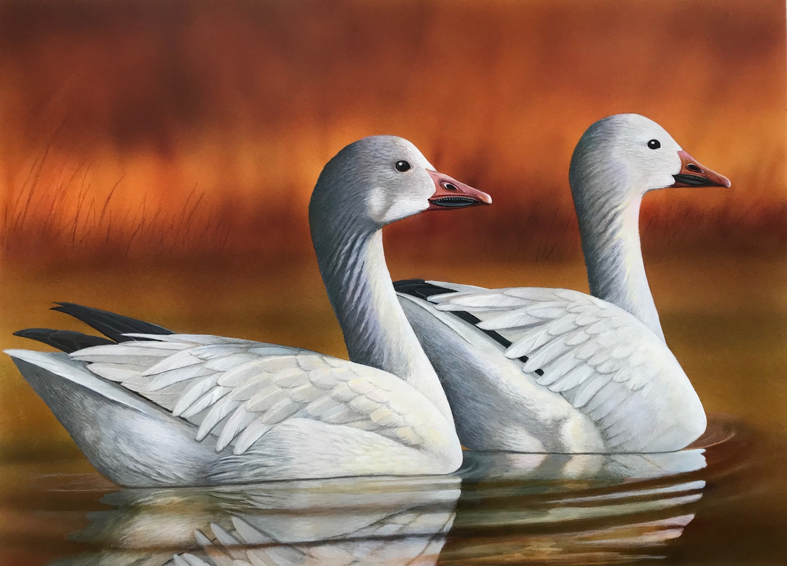Snow Geese - Original Wildlife Art by Robin J. Myers - Etsy