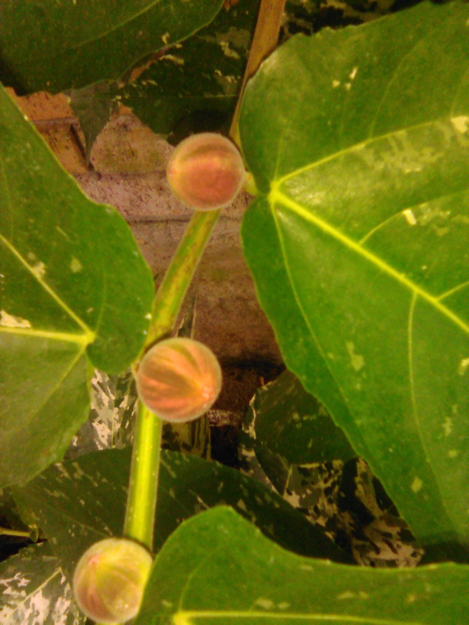 3 Rare Clown Pink Fig Fruit Tree Cuttings Variegated Fig - Etsy