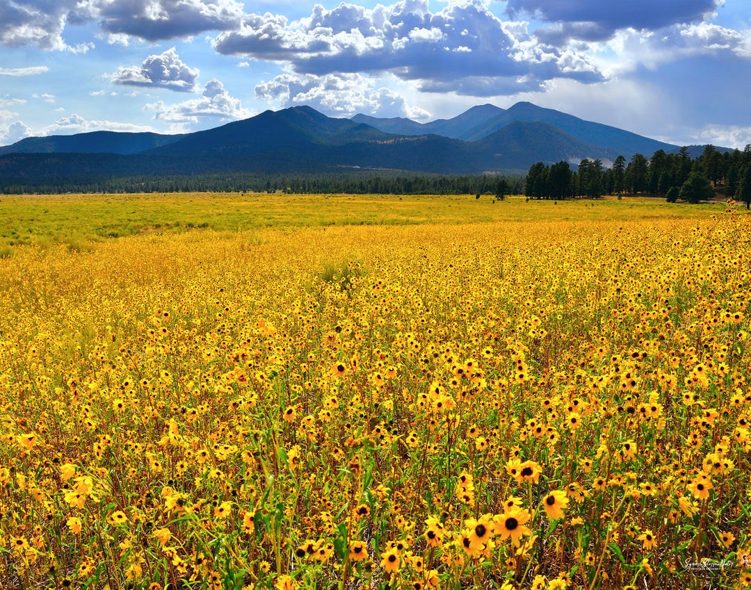 Flagstaff Sunset Crater Sunflower Field: Arizona Landscape Photography ...