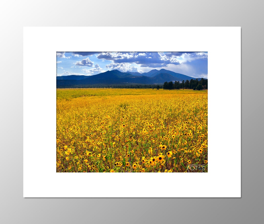 Sunset Crater Sunflower Field: Arizona Landscape Photography Print - Etsy