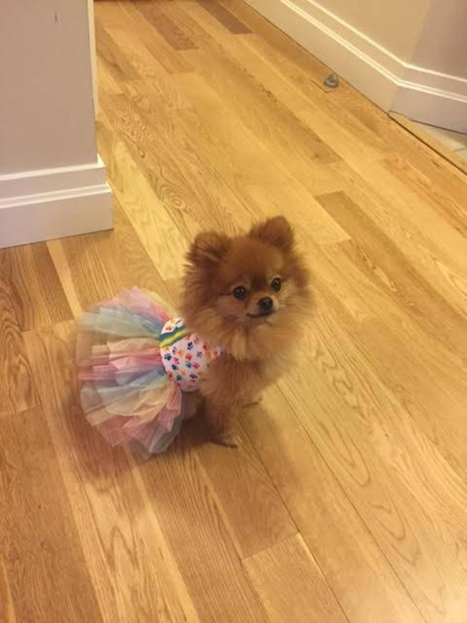 Puppy Pride - Etsy
