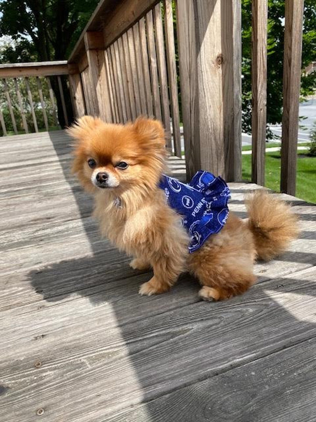 Penn State Dog Harness With Ruffle Skirt/dress - Etsy