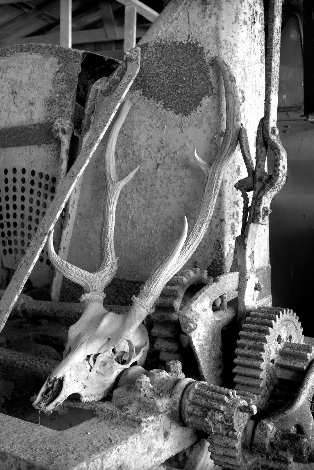 Deer Scull and Farm Equipment, Home Ranch, Point Reyes National ...
