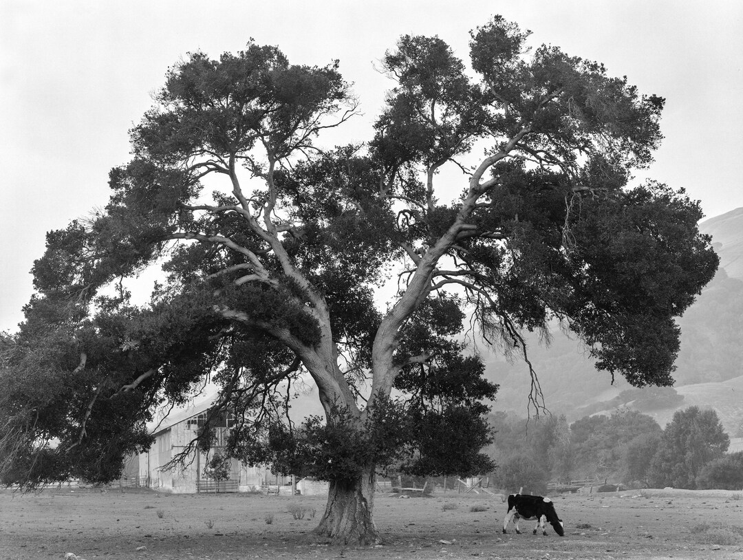 Cow and Old Oak Tree, Lucas Valley, Marin County - Etsy