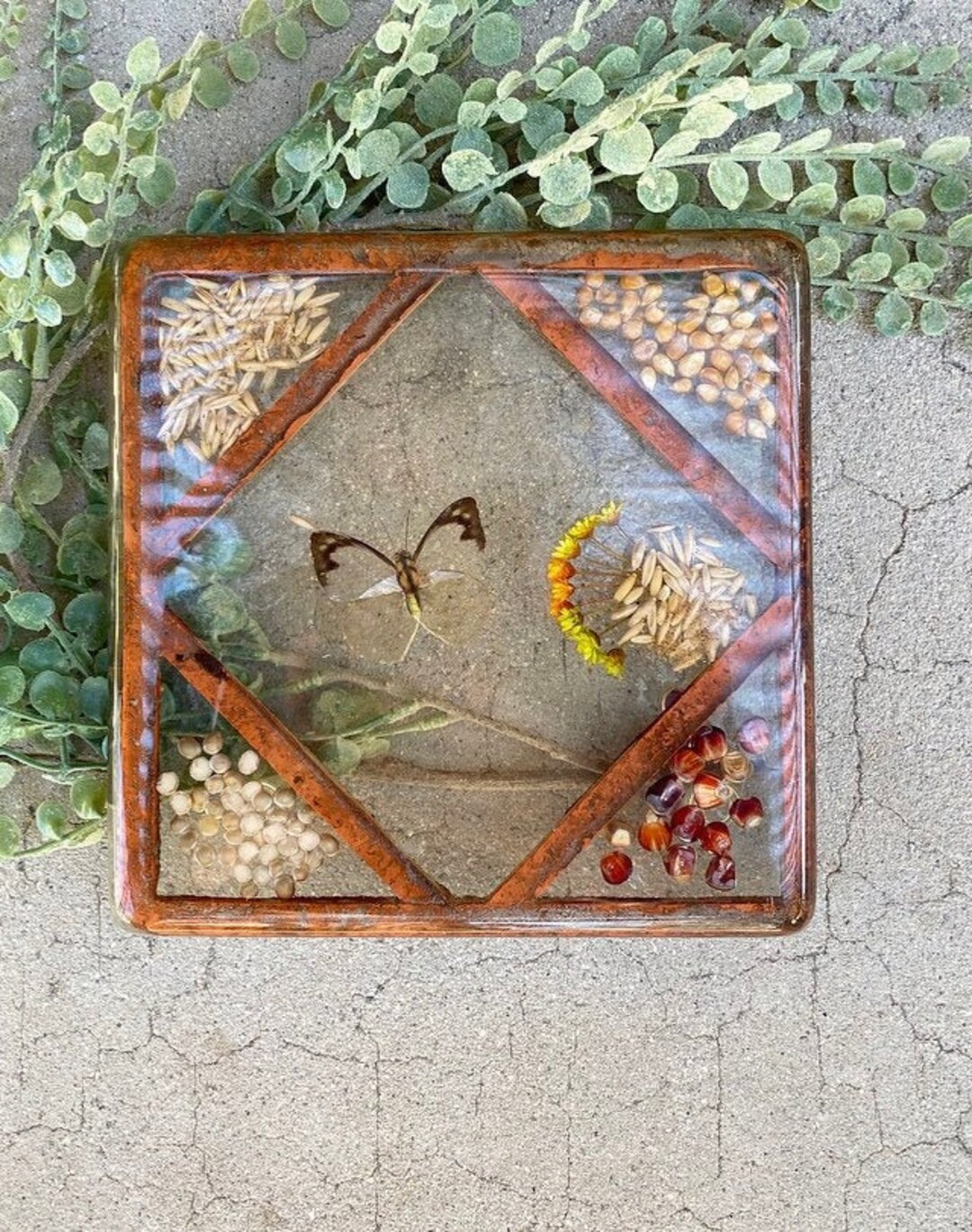 70s Real Butterfly Pressed Lucite Trivet - Etsy