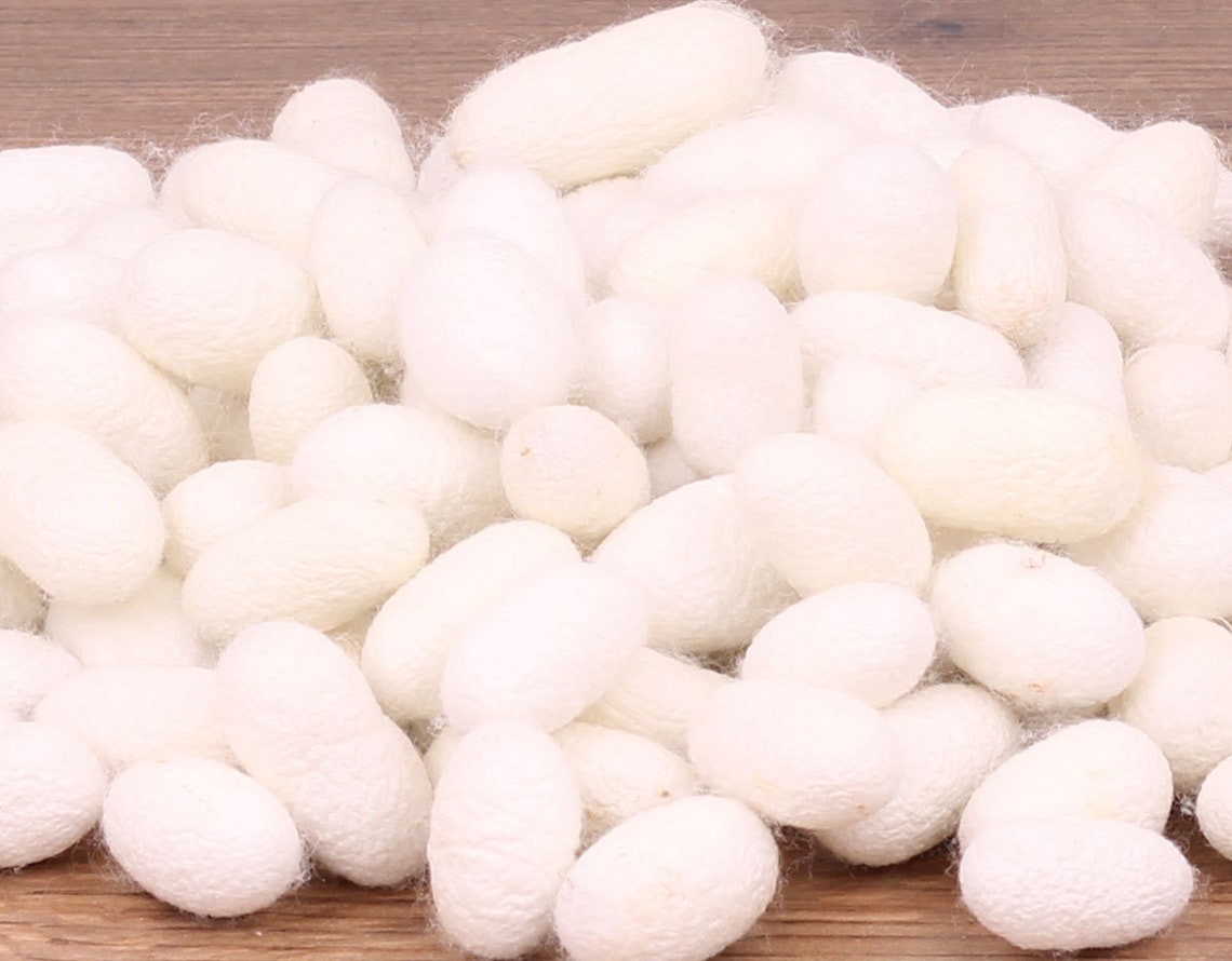 Silk Cocoons Natural Mulberry Silk Cocoons Grade Quality A 25pcs, 15gr ...
