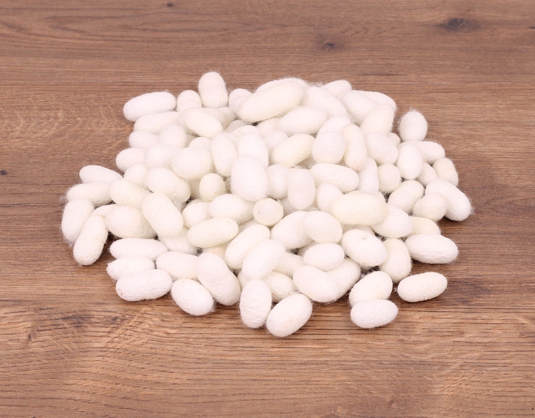 Silk Cocoons Natural Mulberry Silk Cocoons Grade Quality A 25pcs, 10gr ...