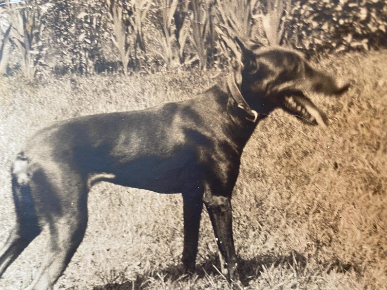 Antique Doberman Photograph C.1920 - Etsy