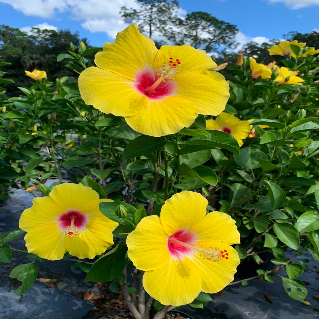 Tropical Flowering Hibiscus Shrub, Live Plant, Yellow Flowers, 24 In ...