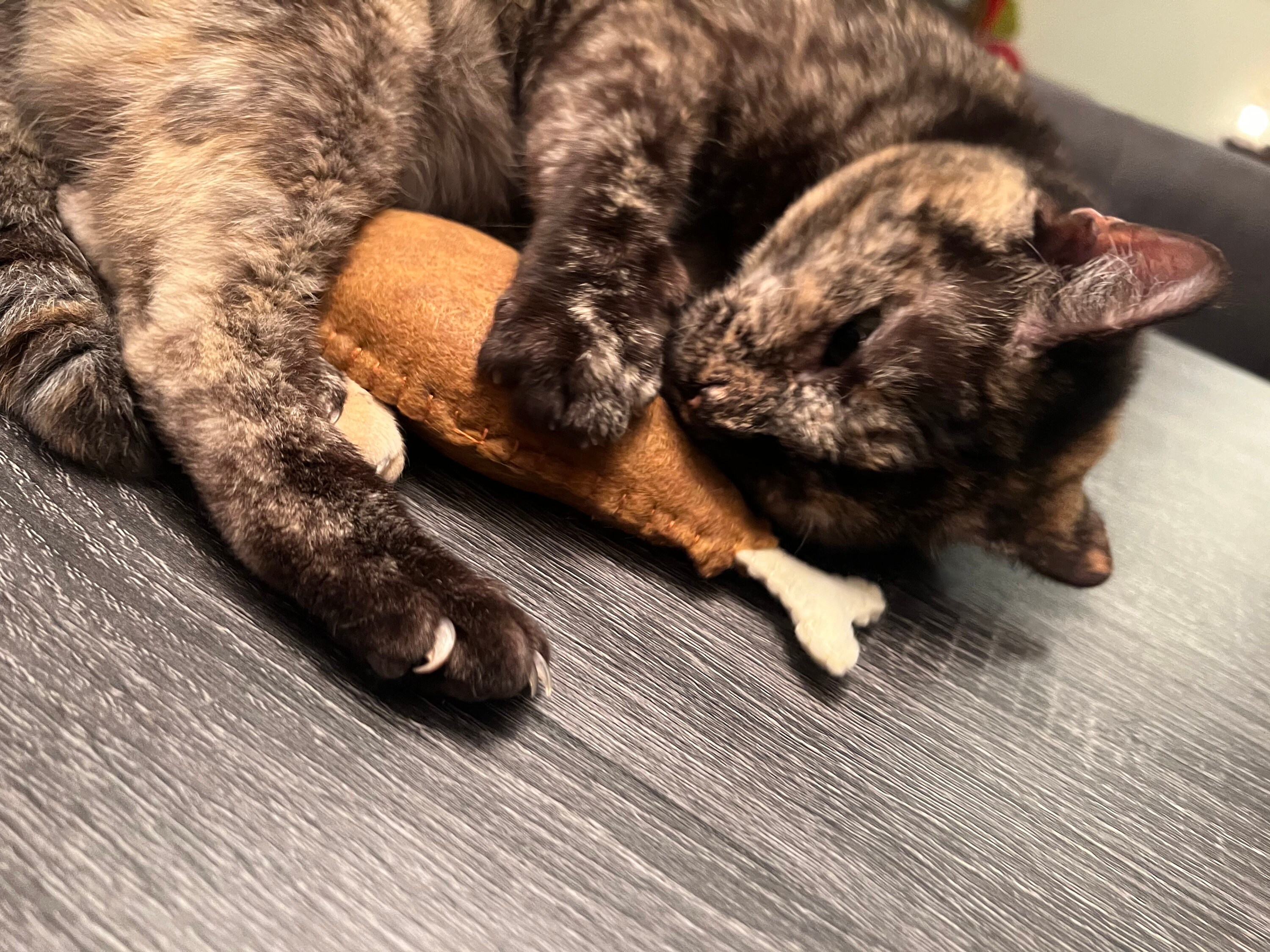 Cat Toy, Turkey Leg Cat Toy, Catnip Toy, Catnip, Catnip Toys, Cat ...