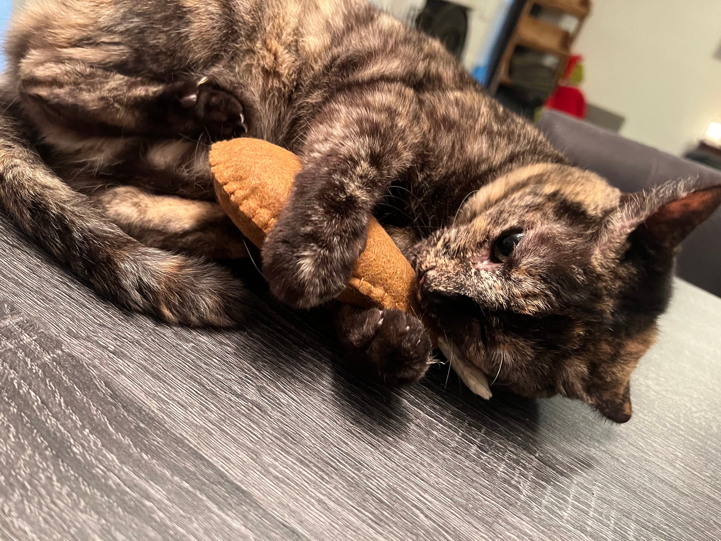 Cat Toy, Turkey Leg Cat Toy, Catnip Toy, Catnip, Catnip Toys, Cat ...