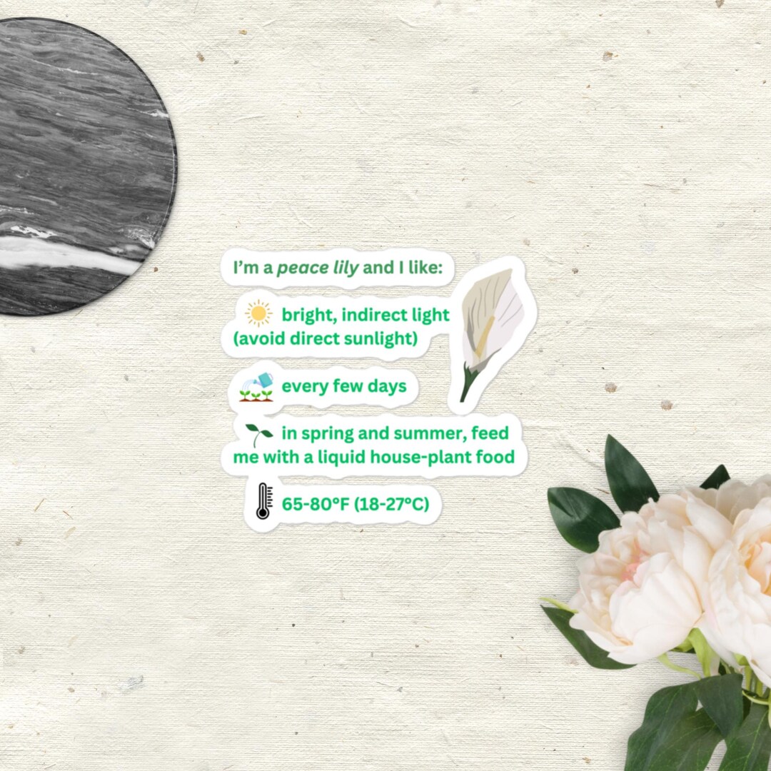 Peace Lily Room Indoor Plants Preferences Guide Light Watering ...