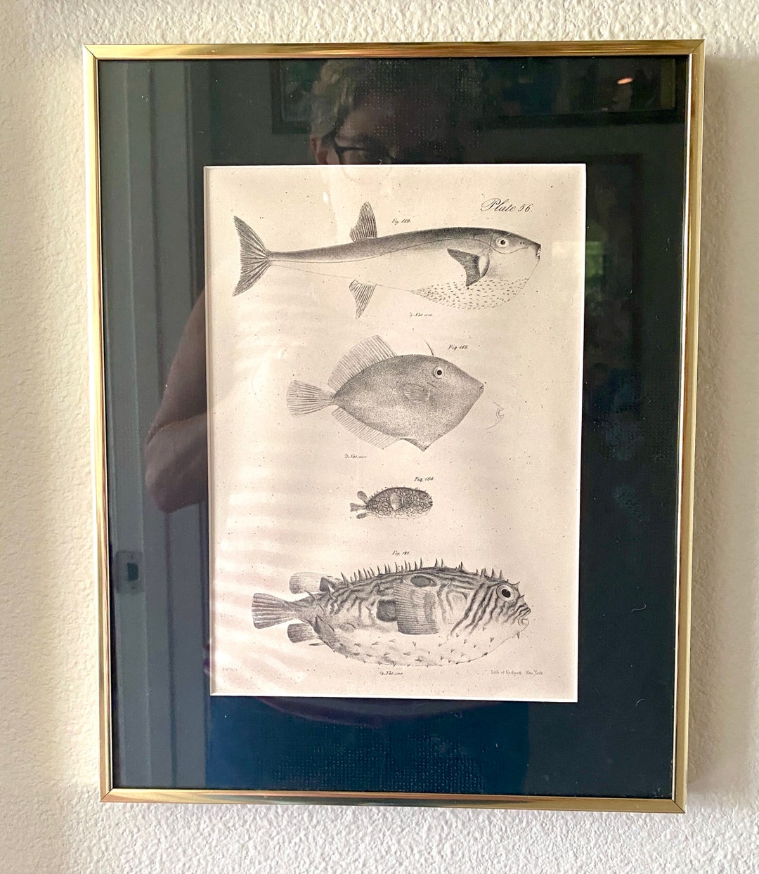 Vintage Puffer Fish Framed in Gold Metal Frames With Glass - Etsy