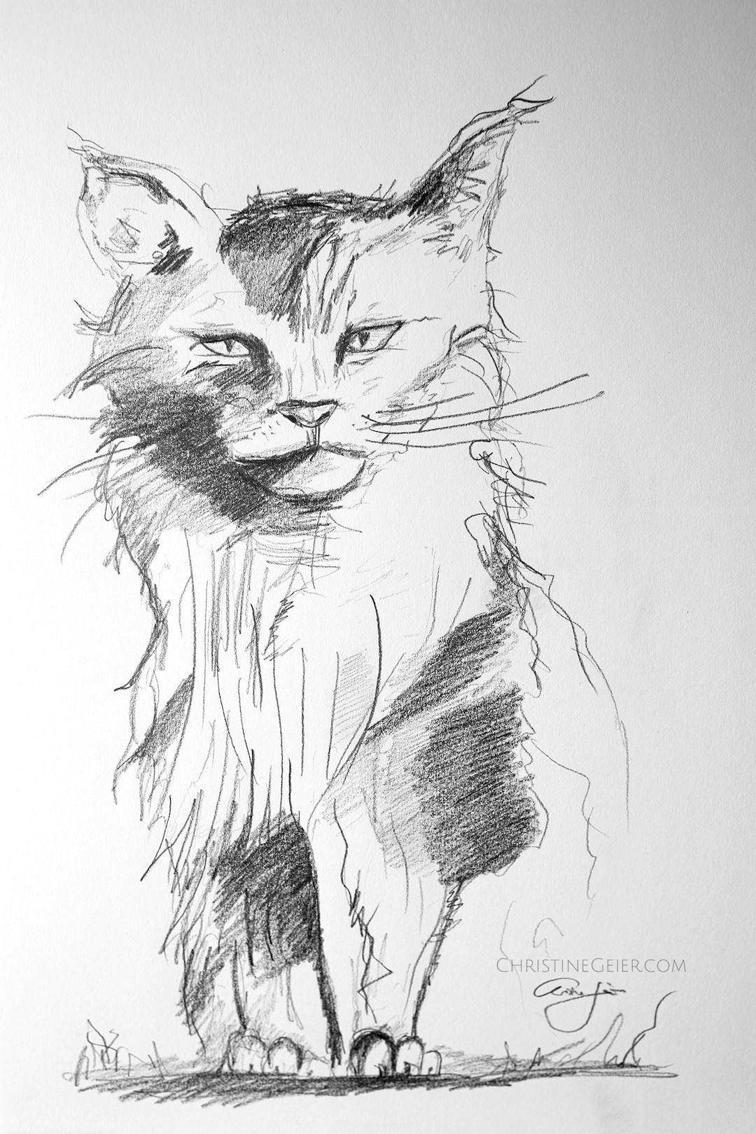 Cat Wildcat Drawing Sketching Original Artwork - Etsy