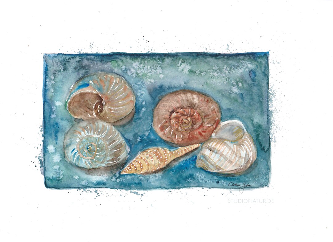 Snail Shell Original Watercolour Artwork - Etsy