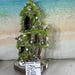 Mermaid House, Seashells, Fairy House With Seashell Accents, Beach ...