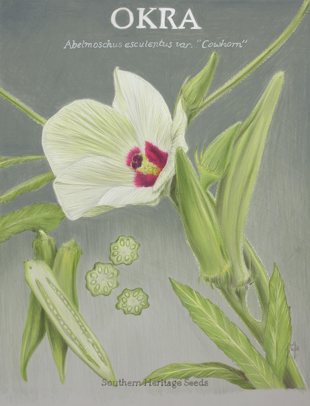 Okra Print From an Original Colored Pencil on Drafting Film 8" X 10" - Etsy
