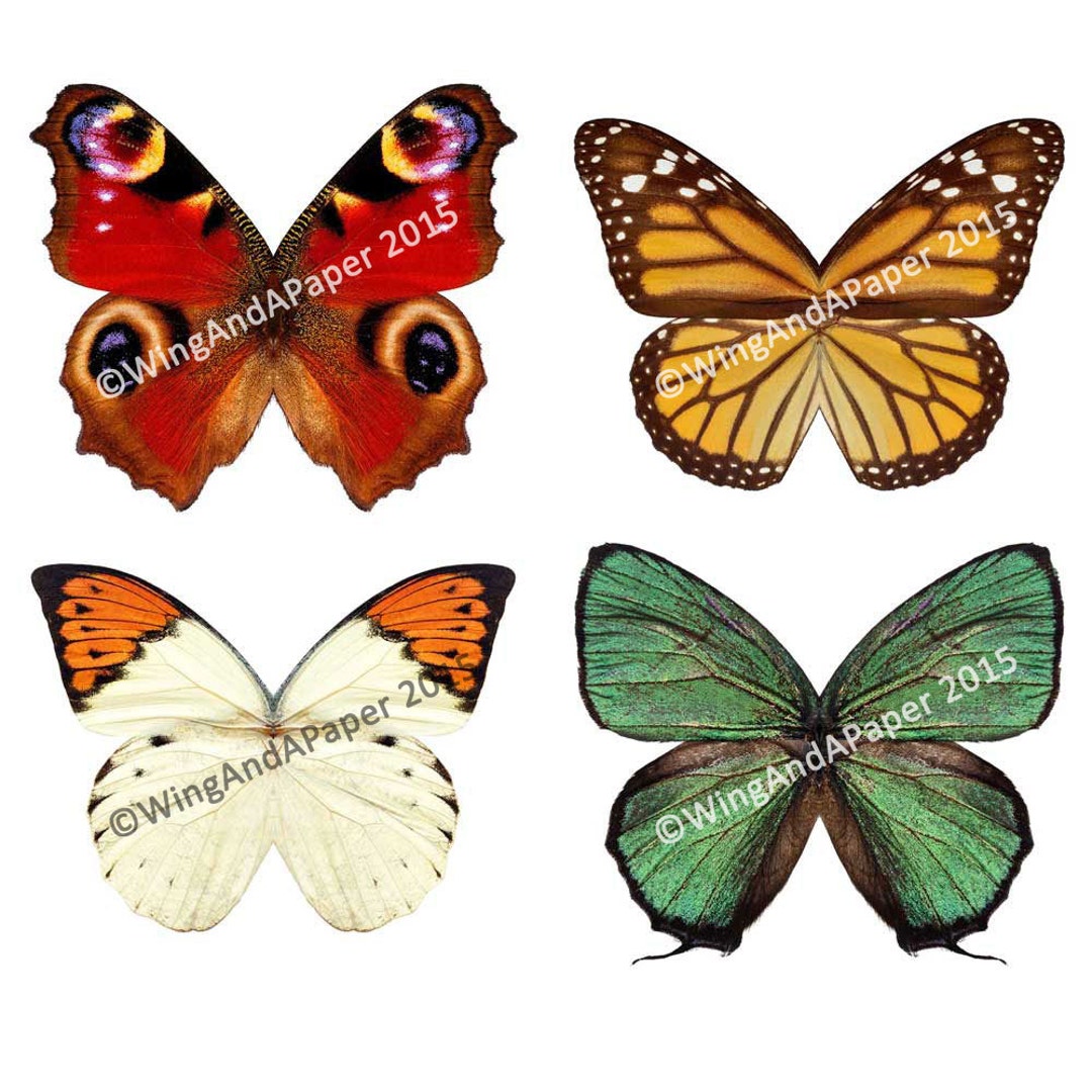 Printable Paper Butterfly Wings for Kids - Group of 4 Natural Species ...
