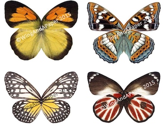 Printable Paper Butterfly Wings for Kids - Group of 4 Natural Species ...