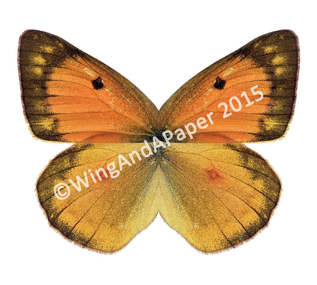 Sulphur Butterfly Printable Paper Costume Wings for Kids - Etsy