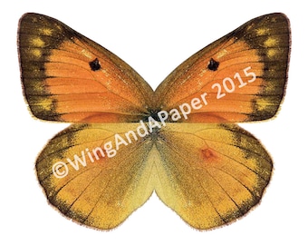 Printable Paper Butterfly Wings for Kids Group of 4 Natural | Etsy