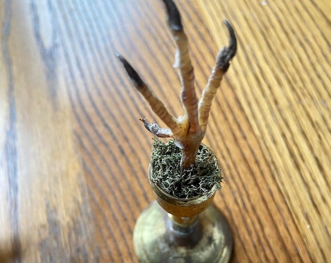 Mummified Pigeon Foot Display - Etsy