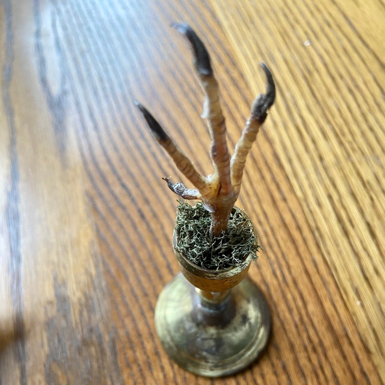 Mummified Pigeon Foot Display - Etsy