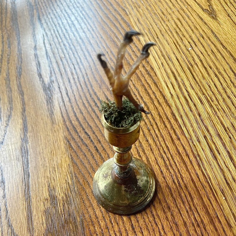 Mummified Pigeon Foot Display - Etsy