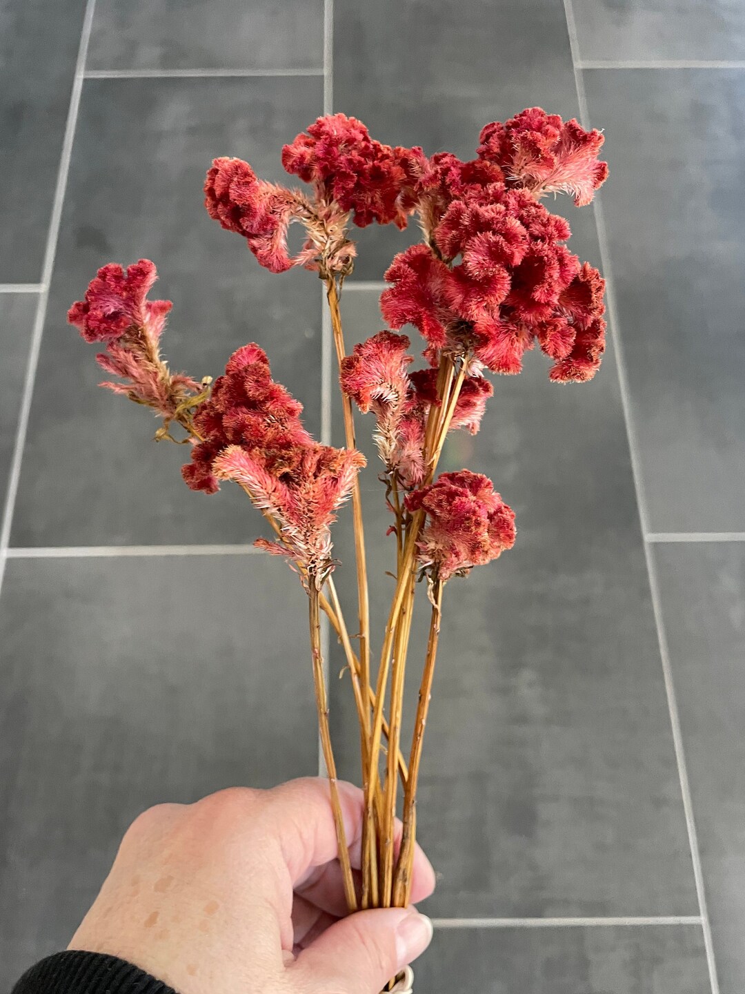 Red Dried Celosia cockscomb Bundle - Etsy