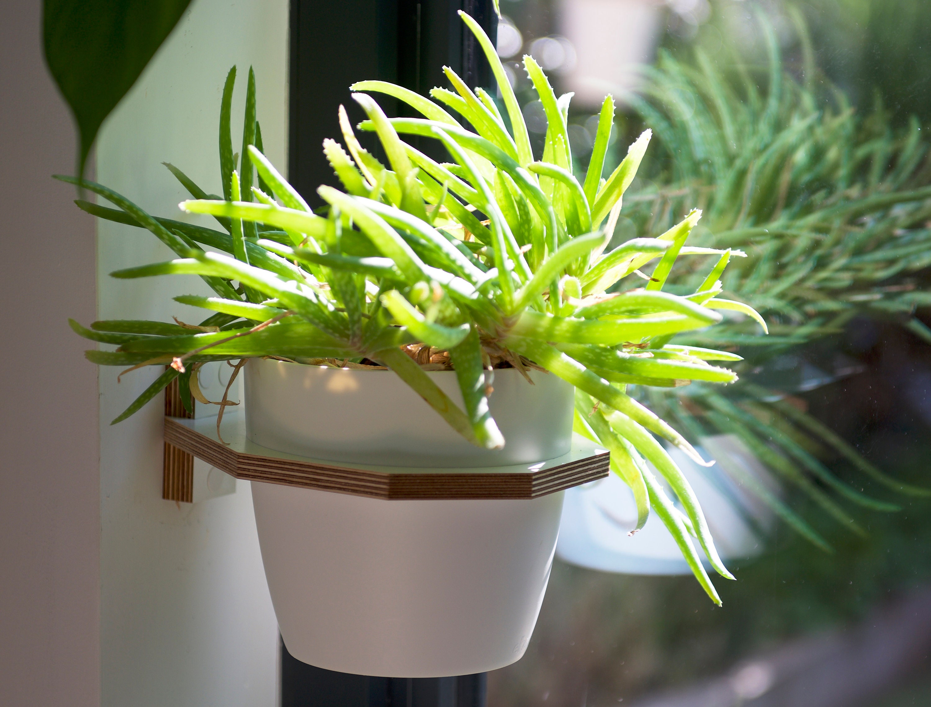 Large Wall mounted planter, Large indoor planter — Woodbrooke Design
