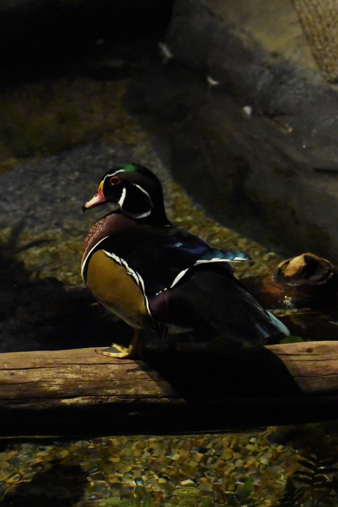 Wood Duck 1 - Etsy