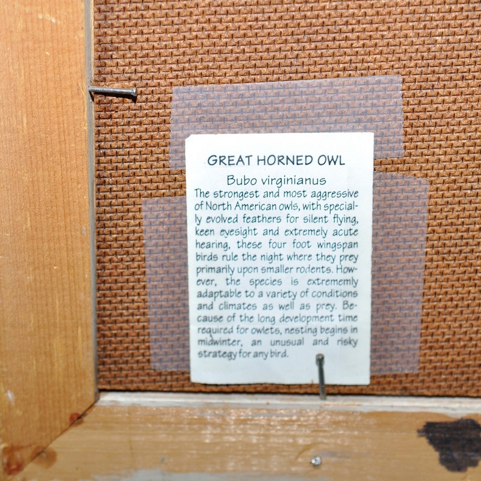 Mid Century Vintage Phyl Lauer Original Painting Great Horned | Etsy