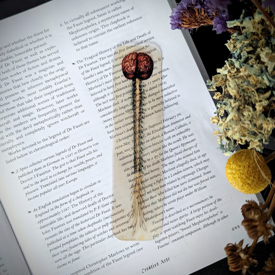 Clear Bookmark Vintage Human Brain and Spinal Cord Nerves Goth Gothic ...
